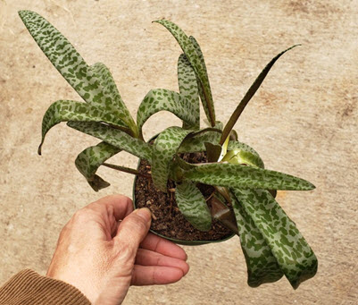 4" Scilla Violacea Leopard Lily
