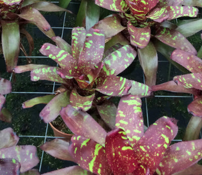 Bromeliad Neoregelia Green Eyes