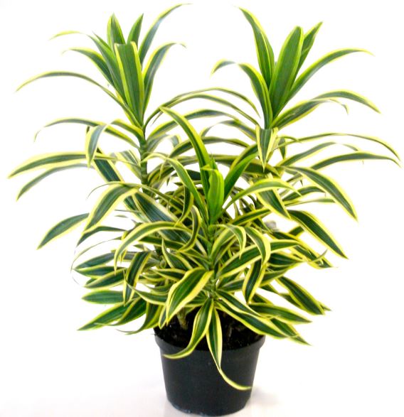 Dracaena Reflexa Pleomele